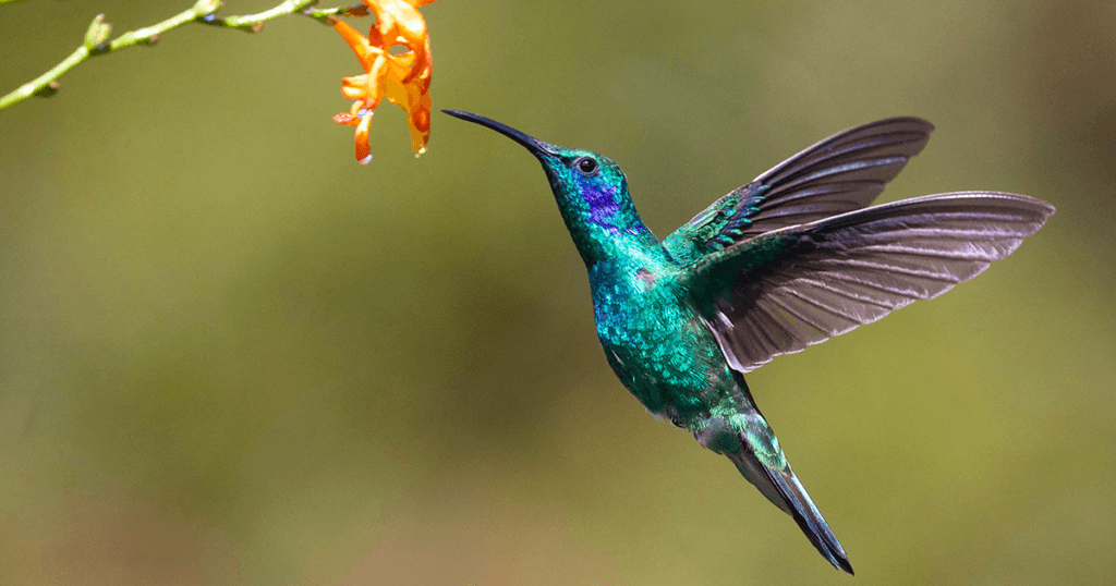 The Condor and the Hummingbird (Italian version) - The Mark J. Ryan ...